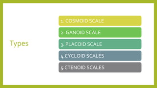Scales in fishes | PDF