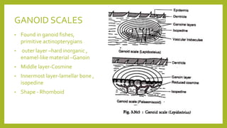 Scales in fishes | PDF