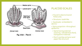 Scales in fishes | PPT
