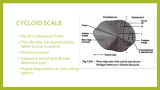 Scales in fishes | PPT