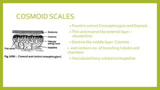 Scales in fishes | PPT
