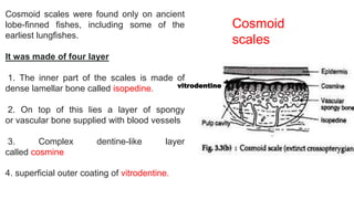 scales and Int modification.pptx