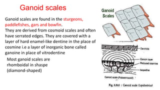 scales and Int modification.pptx
