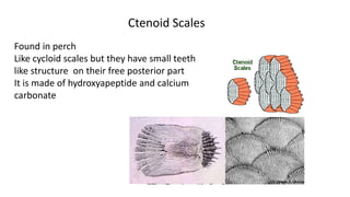 scales and Int modification.pptx