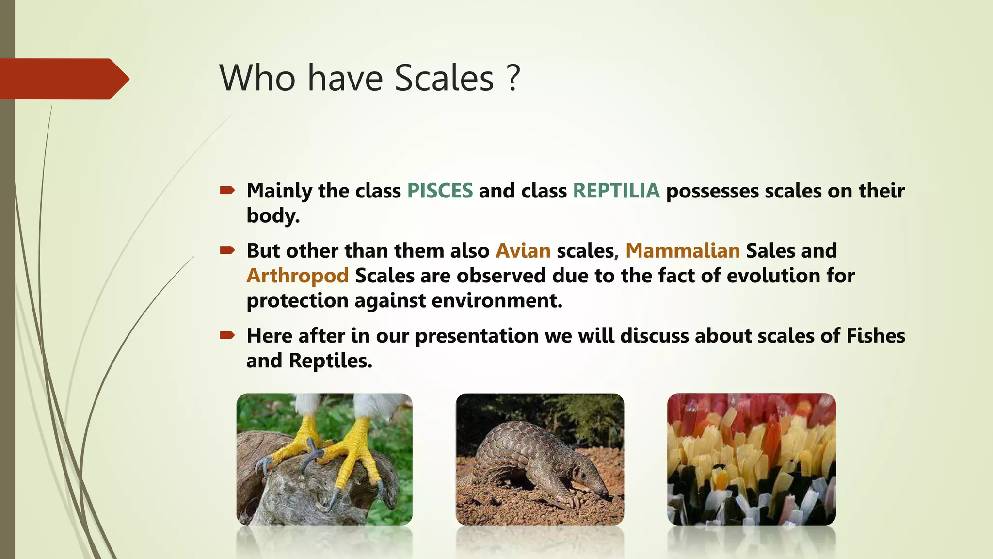 SCALES OF FISHES AND REPTILES.pptx