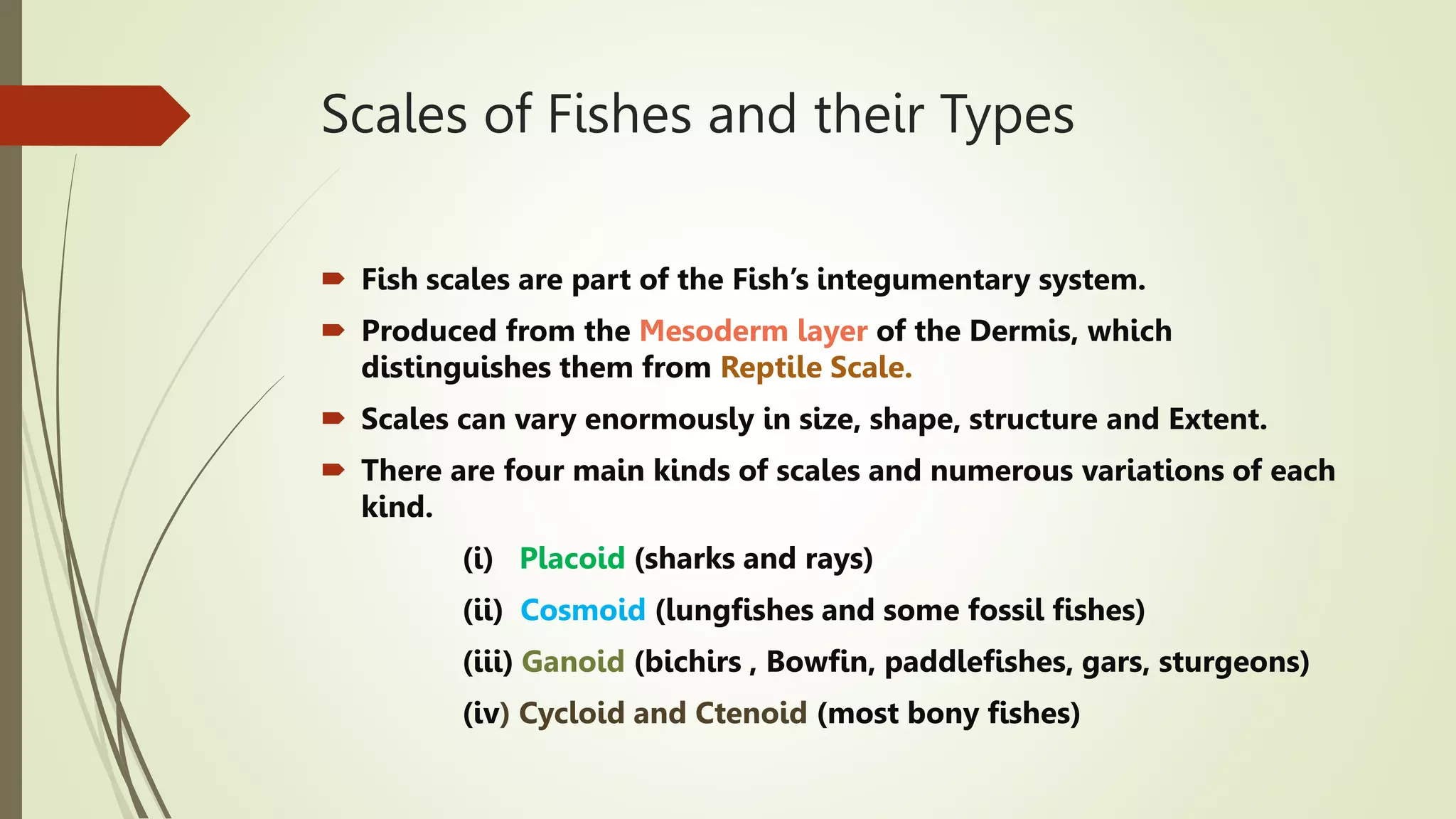 SCALES OF FISHES AND REPTILES.pptx