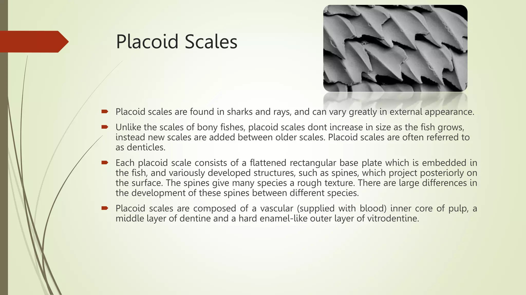 SCALES OF FISHES AND REPTILES.pptx