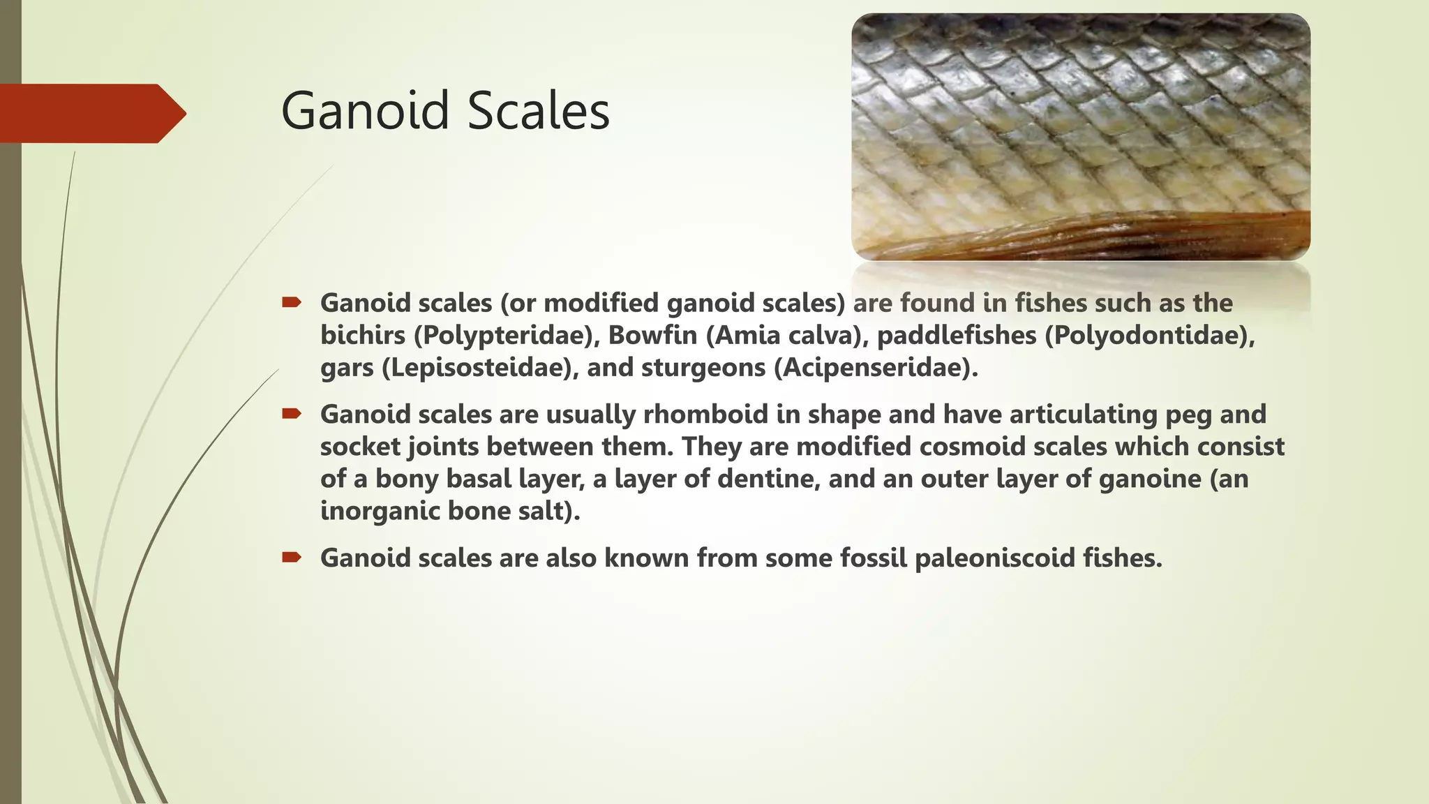 SCALES OF FISHES AND REPTILES.pptx