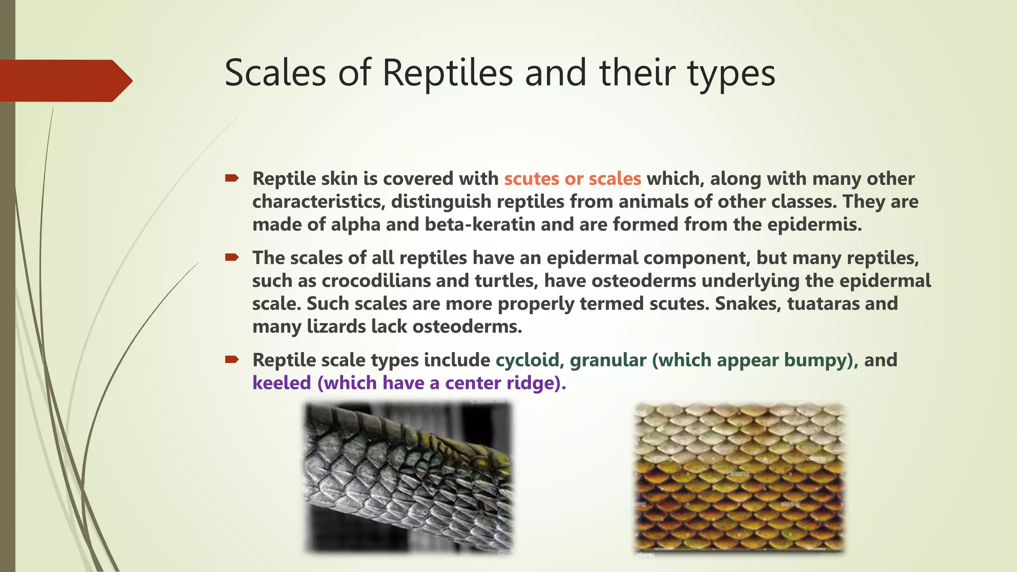 SCALES OF FISHES AND REPTILES.pptx