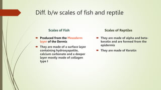 SCALES OF FISHES AND REPTILES.pptx