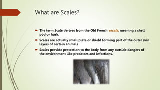 SCALES OF FISHES AND REPTILES.pptx