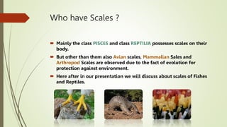 SCALES OF FISHES AND REPTILES.pptx