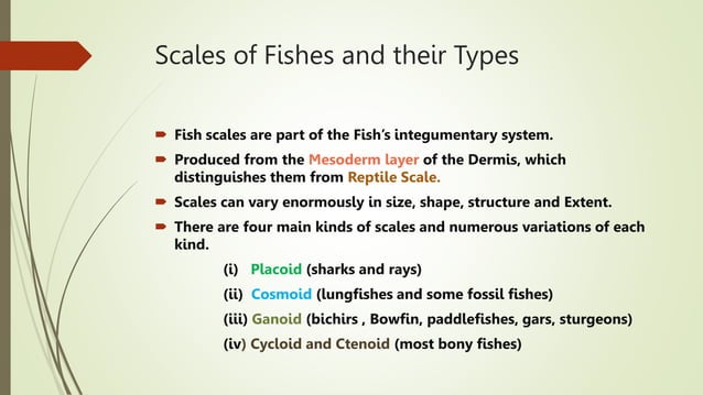 SCALES OF FISHES AND REPTILES.pptx | Fish and Aquariums | Pets