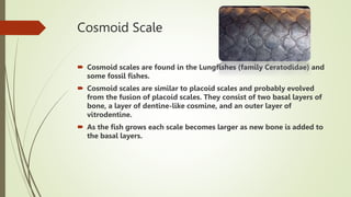 SCALES OF FISHES AND REPTILES.pptx