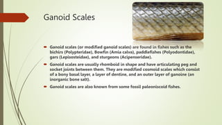 SCALES OF FISHES AND REPTILES.pptx