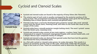 SCALES OF FISHES AND REPTILES.pptx