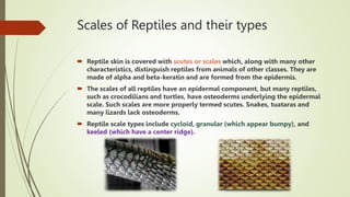 SCALES OF FISHES AND REPTILES.pptx