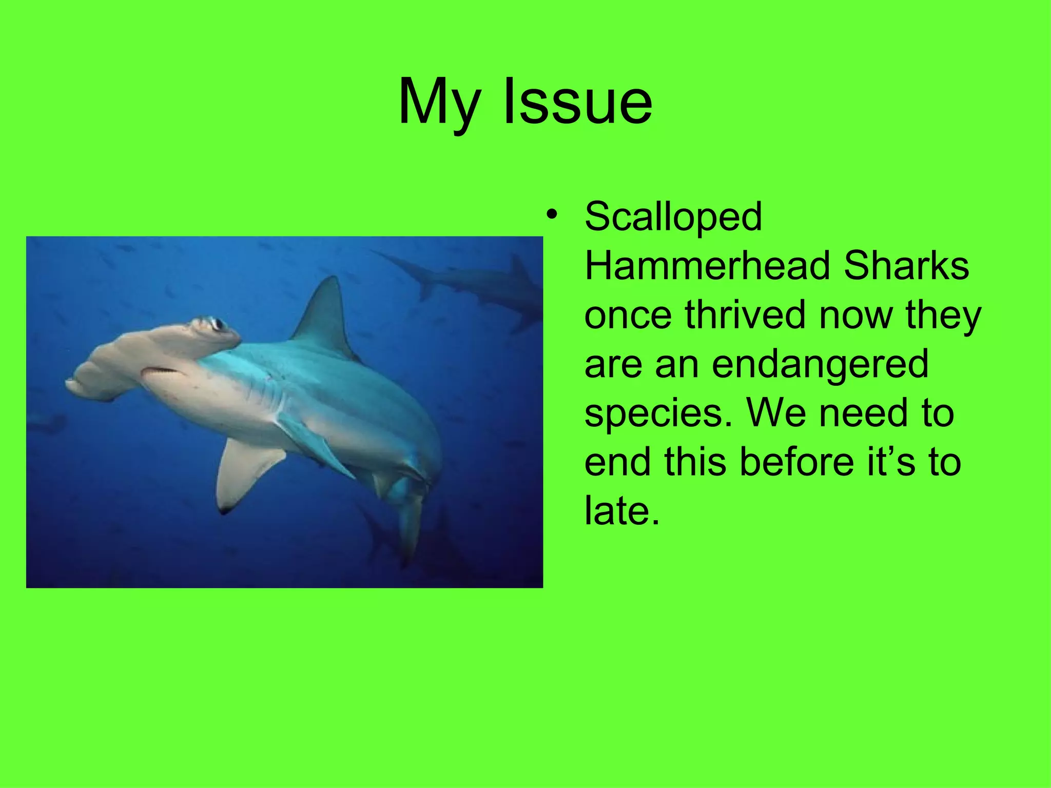 Scalloped hammerhead sharks | PPT