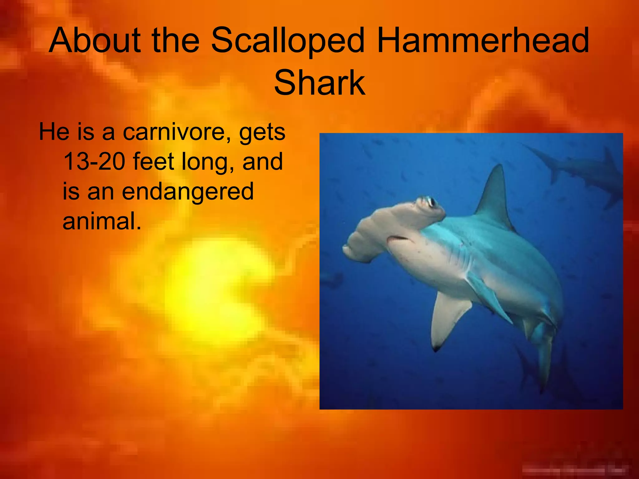 Scalloped hammerhead sharks | PPT