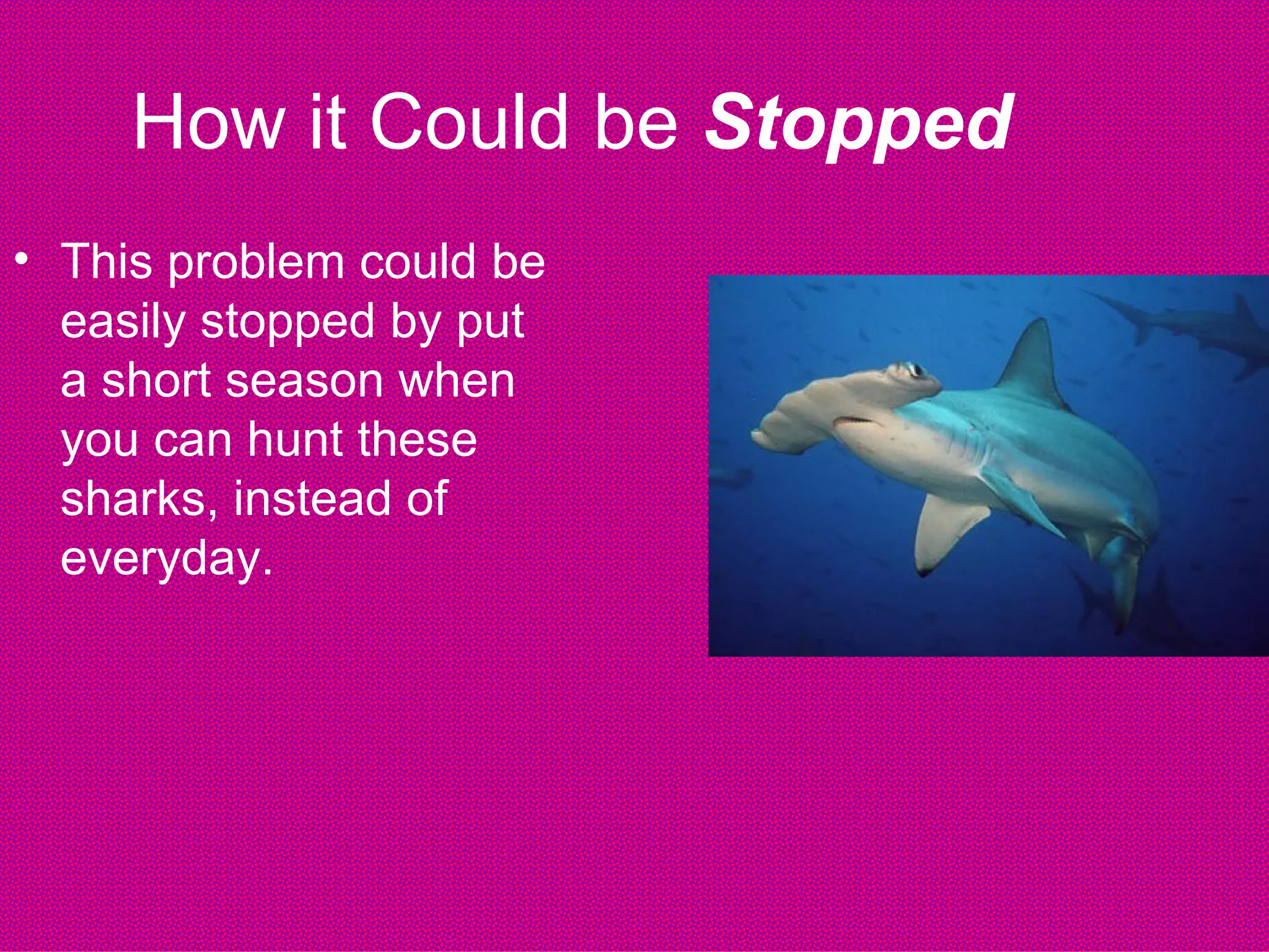 Scalloped hammerhead sharks | PPT