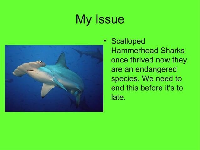 Scalloped hammerhead sharks | PPT