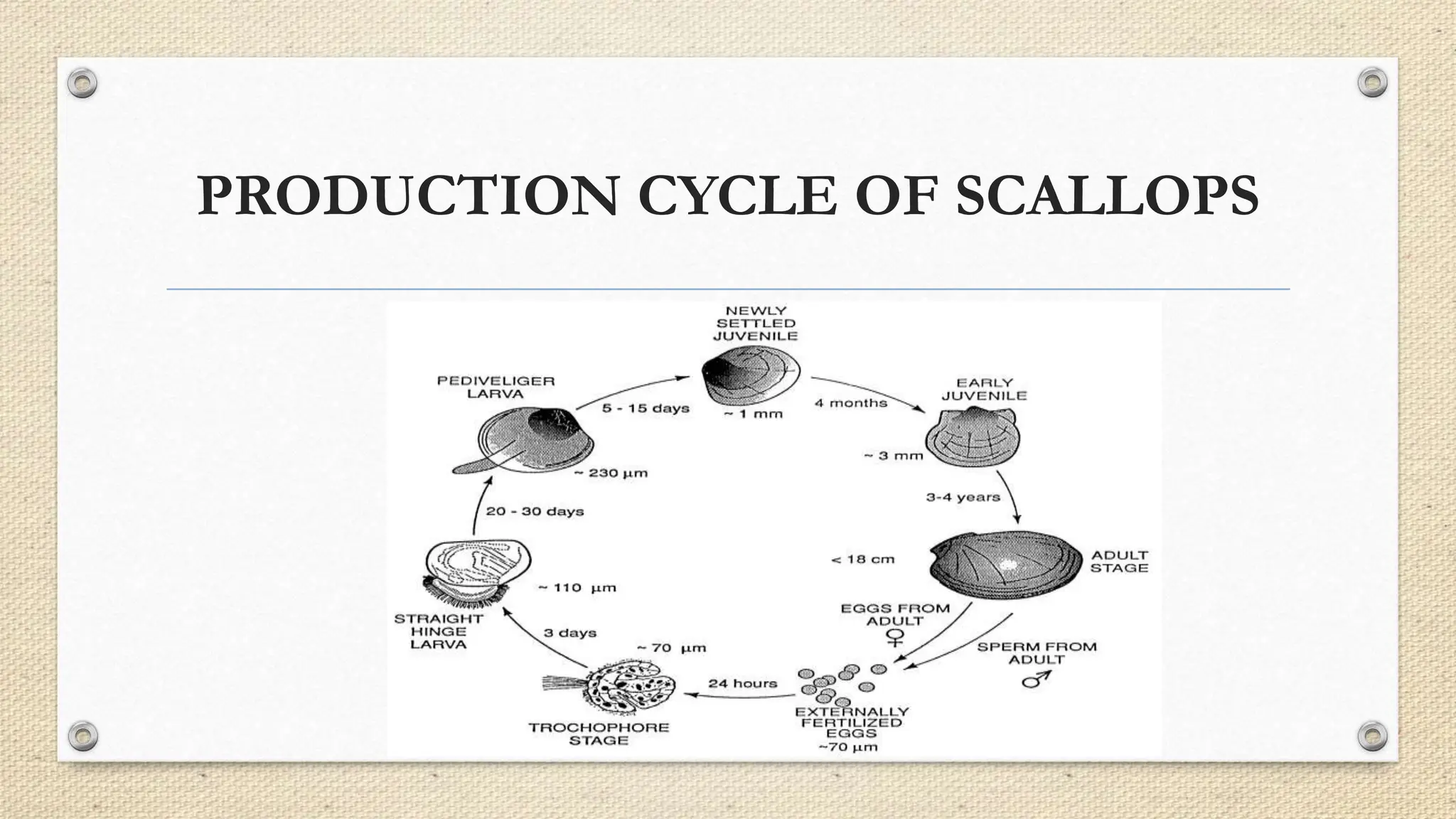 SCALLOPS FARMING.pptx
