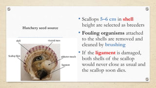 SCALLOPS FARMING.pptx