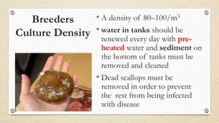 SCALLOPS FARMING.pptx
