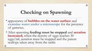 SCALLOPS FARMING.pptx