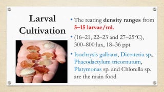 SCALLOPS FARMING.pptx