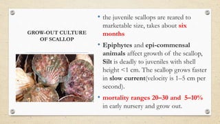 SCALLOPS FARMING.pptx