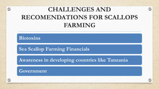 SCALLOPS FARMING.pptx