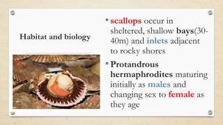SCALLOPS FARMING.pptx