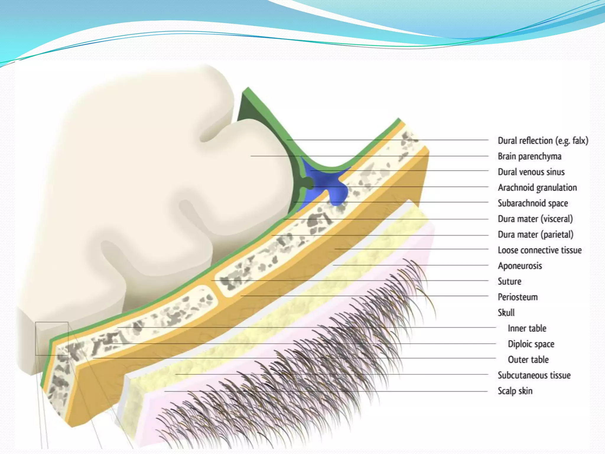 Scalp | PPTX