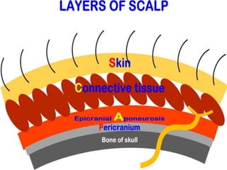 Scalp Anatomy | PPT