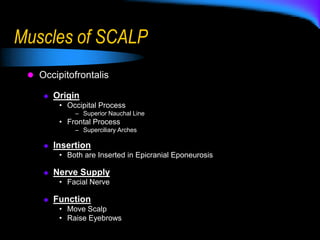 Scalp Anatomy | PPTX