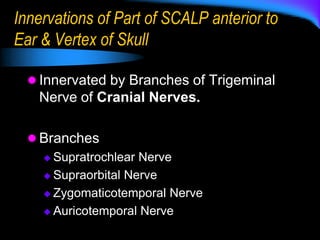 Scalp Anatomy | PPTX