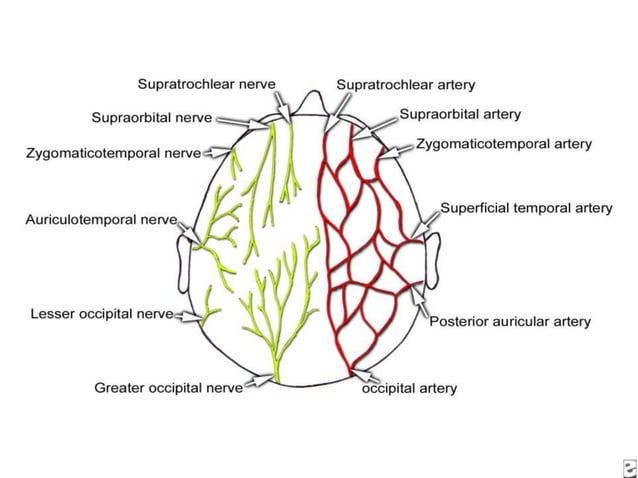 Scalp Anatomy | PPT