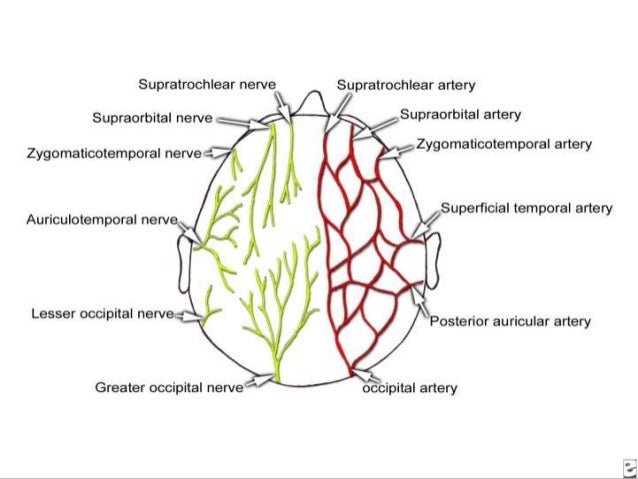 Scalp Anatomy