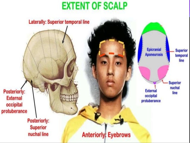 Scalp Anatomy