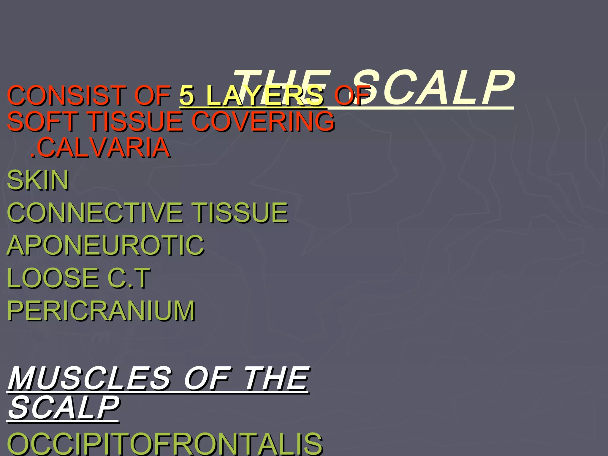 Anatomy of Scalp | PPT | Ear, Nose and Throat Conditions | Diseases and ...