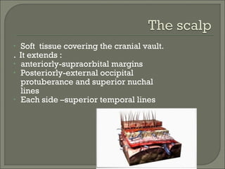 Scalp | PPT
