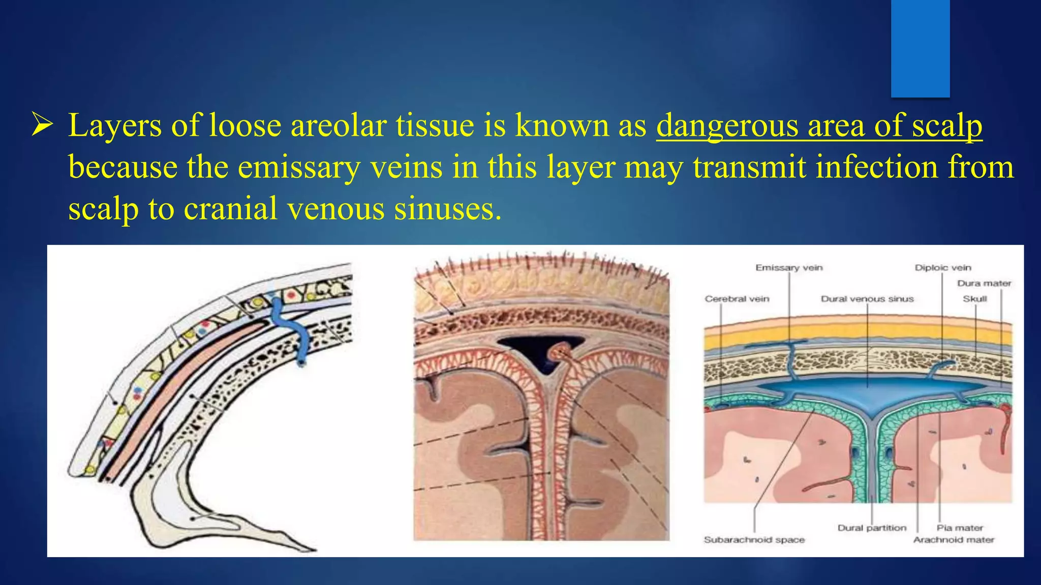 Scalp | PPTX