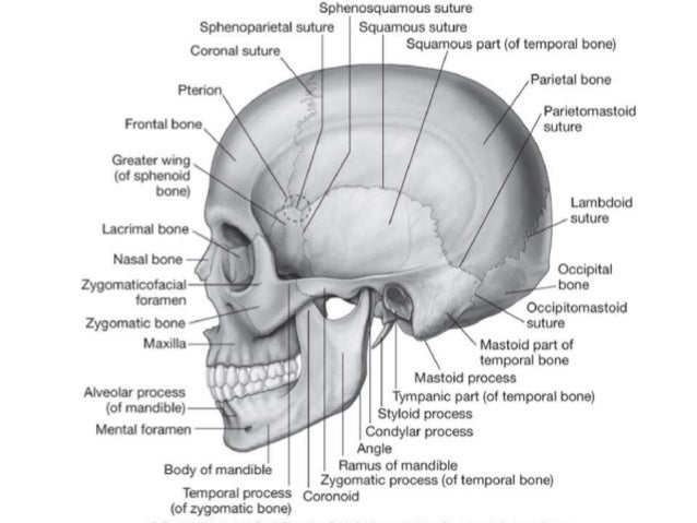 Scalp anatomy