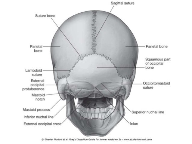 Scalp anatomy