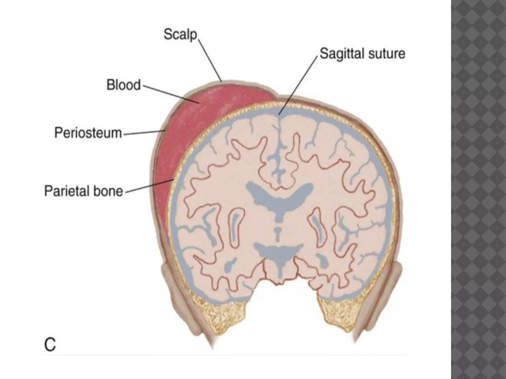 anatomy of Scalp full detail | PDF
