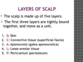 anatomy of Scalp full detail | PDF