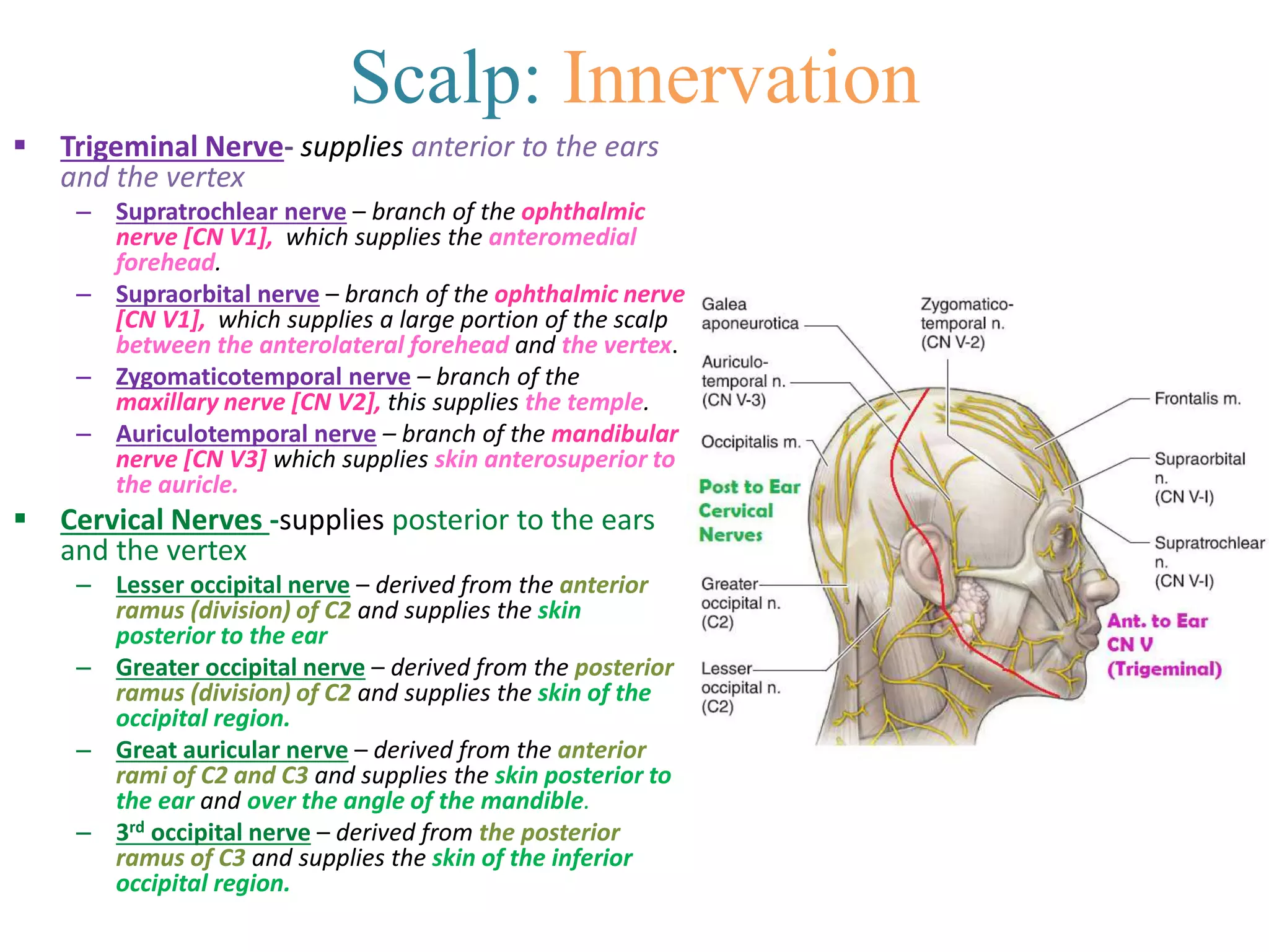 Anatomy of the Scalp | PPTX
