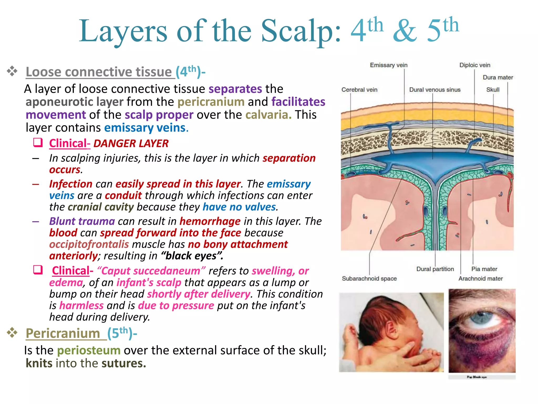 Anatomy of the Scalp | PPTX
