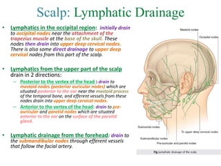 Anatomy of the Scalp | PPTX